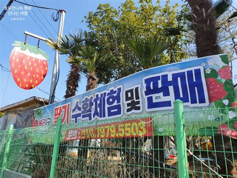 기장 철마 베리굿농장 딸기체험 네이버 블로그