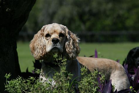 Golden American Cocker Spaniel