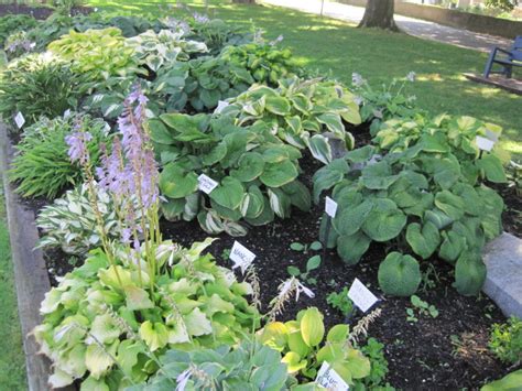 Types Of Hostas Almanac Com