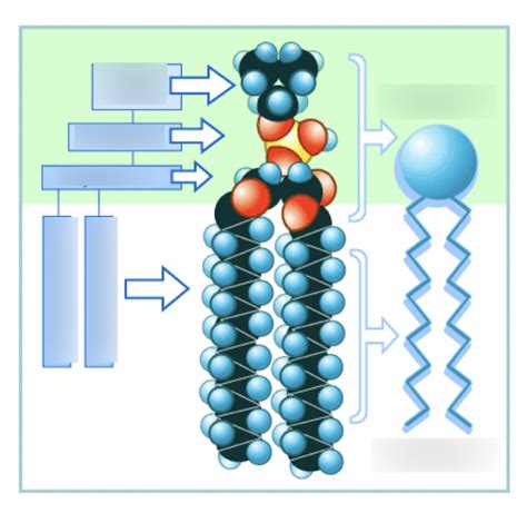 Phospholipids Diagram Quizlet