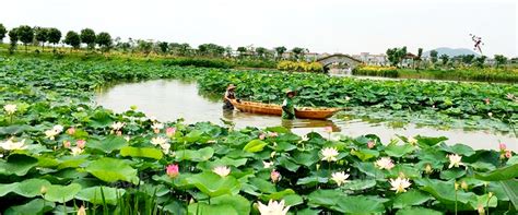 莲花水乡 瑞莲花水乡欢乐 看的莲花图片 大山谷图库