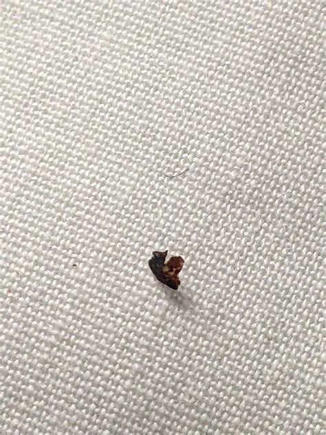Could This Be A Bed Bug Shell R Bedbugs