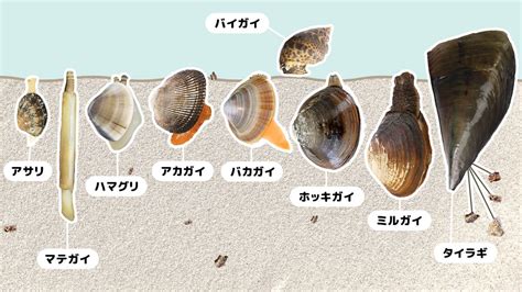 バイバイガイ 黒バイの特徴・生態、食べ方や旬、料理を徹底解説！ とともん