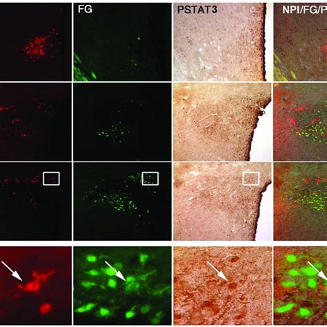 Icv Leptin Increased Pstat3 In Oxt Neurons Of The Pvn In Dio Rats Left