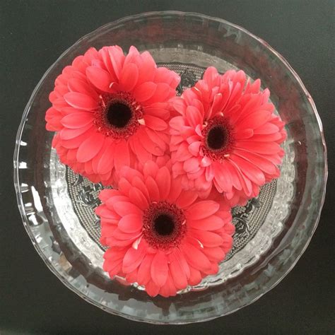 Floating Gerbera Daisies Gerbera Daisy Gerbera Daisy