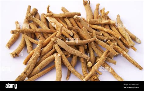Ashwagandha Dry Root Medicinal Herb With Fresh Leaves Also Known As