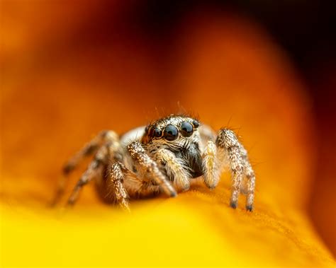 Cute Jumping Spiders Photos Download The Best Free Cute Jumping