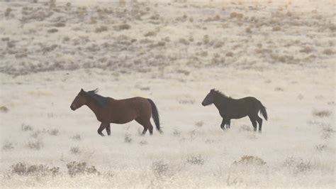 Wild Horses Running Through Grassy Landscape Stock Footage Sbv