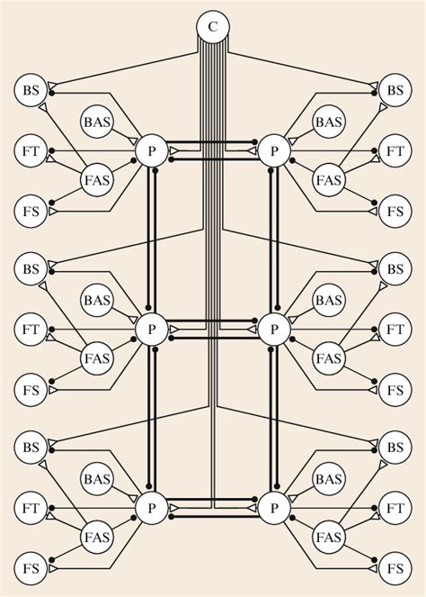 5 Schematic Diagram Of A Distributed Neural Network For The Control Of