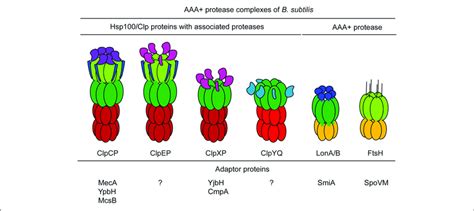 Aaa Proteases And Adaptor Proteins Of B Subtilis The Aaa Protease