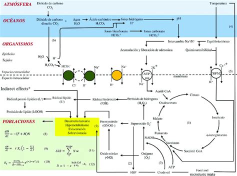 Projection Of Biochemical Pathways And Physiological Responses Into