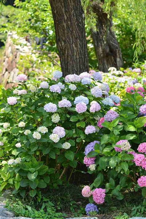 How To Grow Hydrangeas Beginners Guide Hydrangea Love