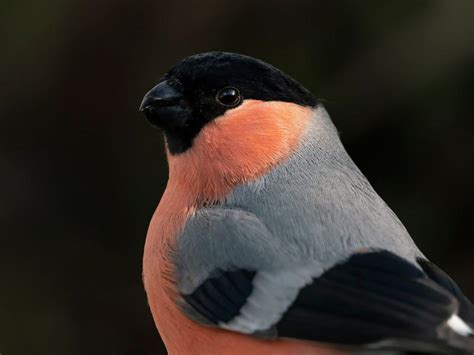 Eurasian Bullfinch Or Common Chaffinch How To Tell The Birdfact