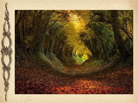 Beautiful Places Tree Tunnel At Halnaker England