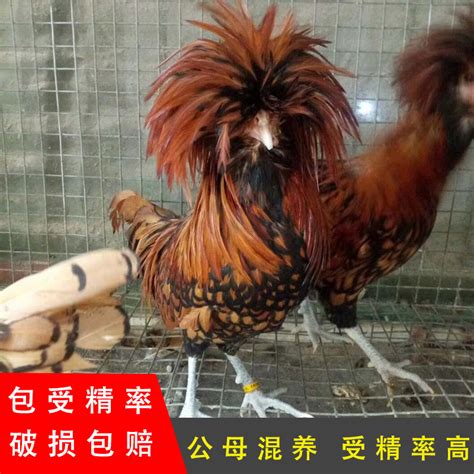 纯种凤头红色帽子鸡种蛋受精蛋可孵化波兰鸡观赏鸡宠物鸡波兰鸡 虎窝淘