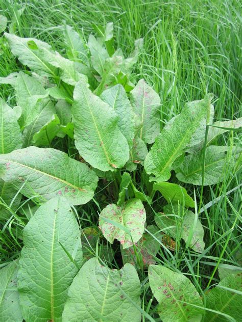 Plantes Sauvages Comestibles Facilement Identifiables Artofit