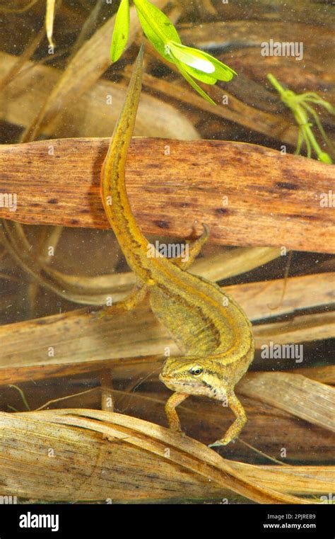 Pond Newt Common Newts Lissotriton Vulgaris Garden Newt Water Newt