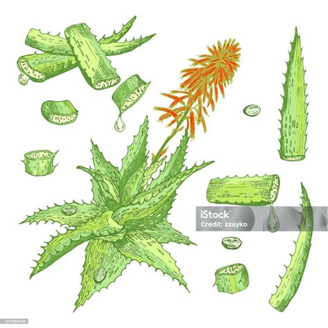 흰색 배경에 고립 된 녹색과 붉은 색의 삶과 꽃과 알로에 베라 손으로 그린 패턴의 집합입니다 복고풍 빈티지 그래픽 디자인 식물 스케치 드로잉 개체 그룹에 대한 스톡 벡터