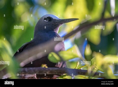 Close Up Portrait Of Common Noddy Anous Stolidus Lady Elliot Island Queensland Australia