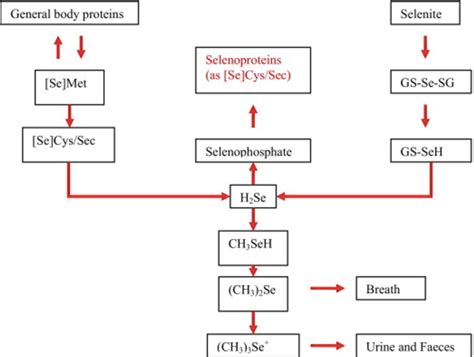 Figure 24 From The Assessment Of Selenium Bioaccessibility And Bioavailability From Selenium