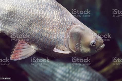 青い水にサンゴと藻類と熱帯魚水中世界の美しい背景 まぶしいのストックフォトや画像を多数ご用意 まぶしい インド洋 オレンジ色