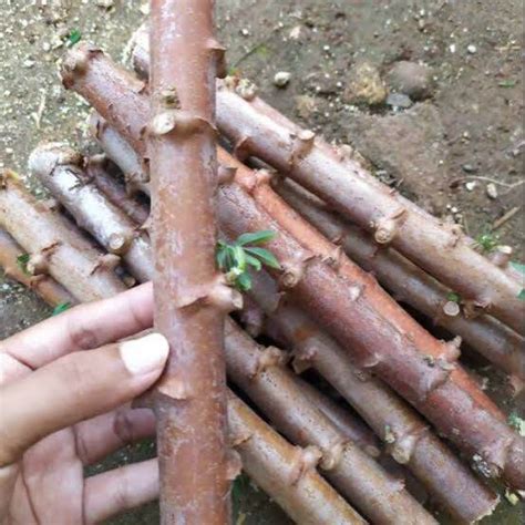 Batang Pohon Singkong Mentega Singkong Kuning Paket 15 Batang Bibit