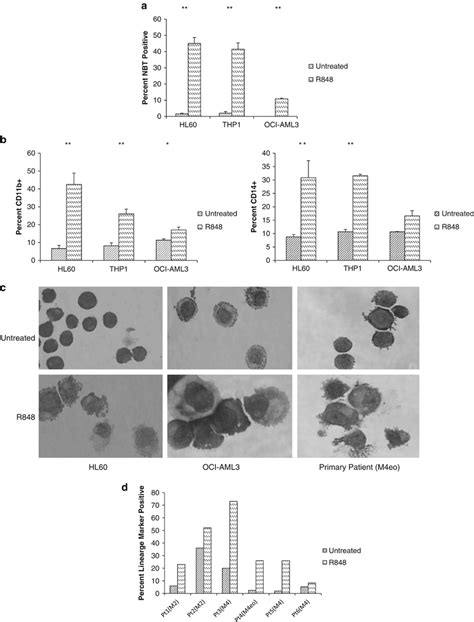 R848 Promotes Aml Differentiation In Vitro In Aml Cell Lines And