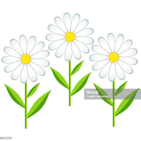 3 꽃 Chamomiles 절연 데이지속에 대한 스톡 벡터 아트 및 기타 이미지 데이지속 흰색 배경 마거리트 Istock