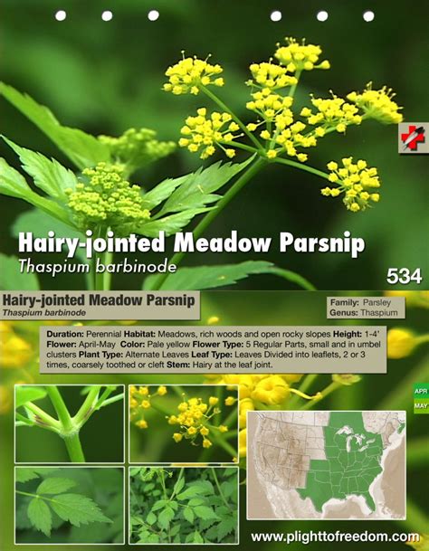 Hairy Jointed Meadow Parsnip Medicinal The Cargo Cult Café
