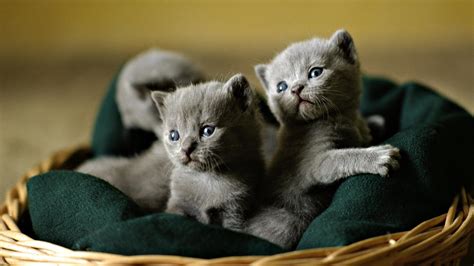 Grey Kittens Hd Desktop Wallpaper Widescreen High Definition