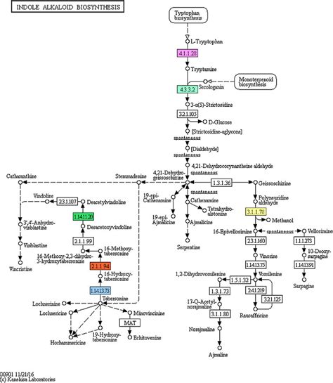 Enzymes In The Indole Alkaloid Biosynthesis Or Tia Pathway In C