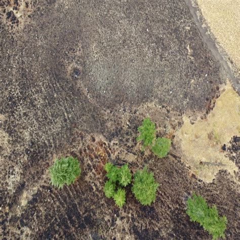 Asg Object Detection Model By Tree