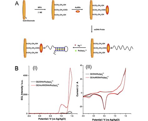 A Schematic Diagram Of The Surface‐enhanced Ecl Biosensor For Hg²⁺ Download Scientific Diagram