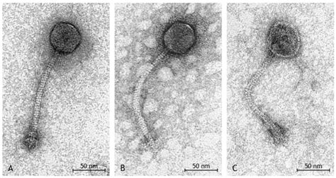 Pathogens Mdpi On Linkedin Characterisation Of A Staphylococcus Aureus Isolate Carrying Phage