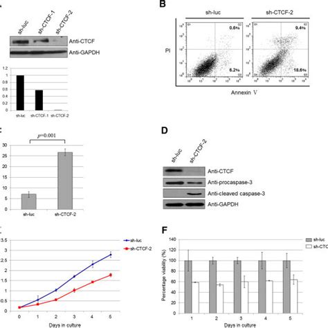 The Effect Of Ctcf Knock Down On Apoptosis And Proliferation In