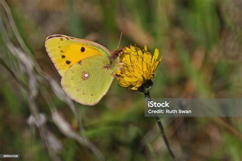 남성 창백한 흐리게 노란색이을에 가시 뿌리 다 엉 겅 퀴 꽃에 흰나비과 가족에서 라틴어 이름 Colias Hyale 나비 또는