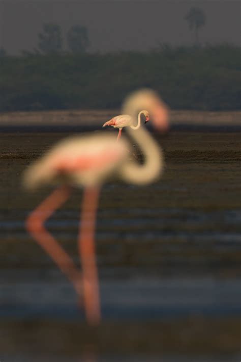Shadow G Saravana Nature And Wildlife Photography