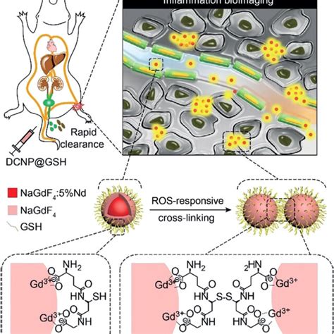 The Imaging Demonstration Of Acute Local Epidermal Inflammation In Mice