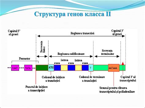 Строение гена Online Presentation