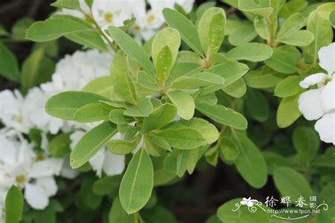 大花白鹃梅Exochorda macrantha 花卉图片网