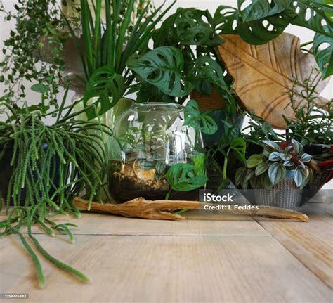 다른 집 식물 이나 실내 식물 테이블에 장식 거실에 홈 가든 산업 녹색 인테리어의 세련된 구성 하우스 플랜트가있는 도시 정글 인테리어 잡지에 대 한 좋은 녹색 개념 0명에