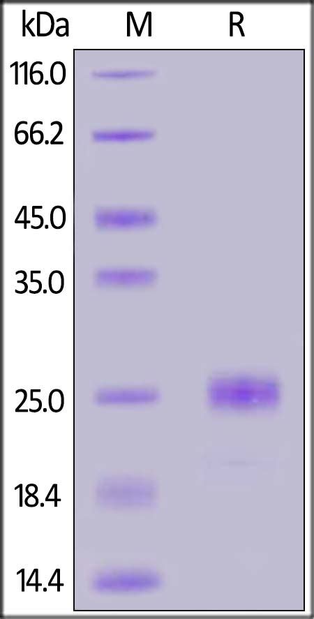 Light Tnfsf14 Recombinant Protein Cat No11 457 Prosci