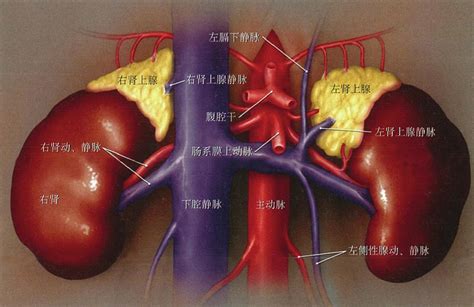 三肾上腺血管 泌尿外科图像解剖 医学