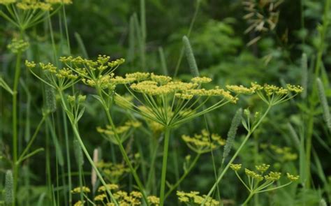 Poison Hemlock Wild Parsnips Are Invasive To Ohio How To Spot Them