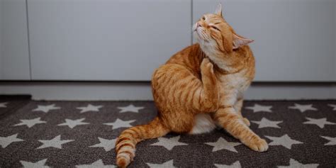 Frontline Plus For Cats Overview Dosage And Side Effects