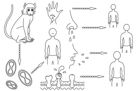 원숭이 두 감염의 경로와 천연두 바이러스의 인간에 대한 전염의 메커니즘 스케치 원숭이 바이러스 남자 벡터 일러스트 레이 션