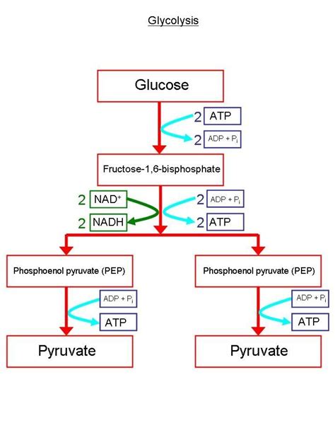 Aerobic Respiration Flow Chart