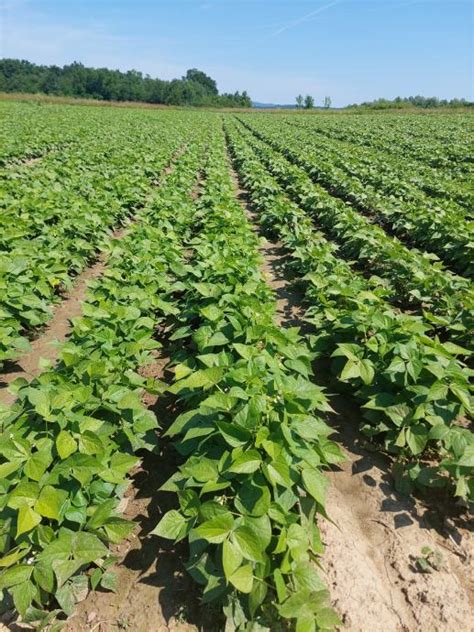 Grah Trešnjevac Suhi