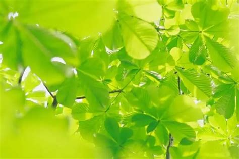 Environmental Impact Of Solar Energy Pros And Cons