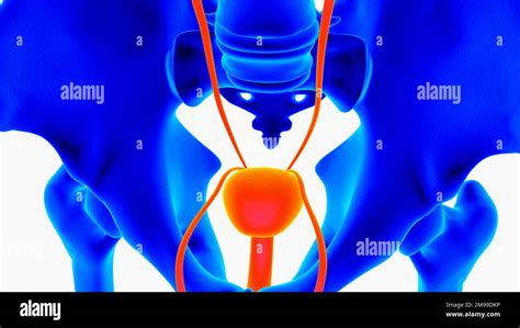 Human Urinary Bladder Anatomy For Medical Concept 3d Illustration Stock